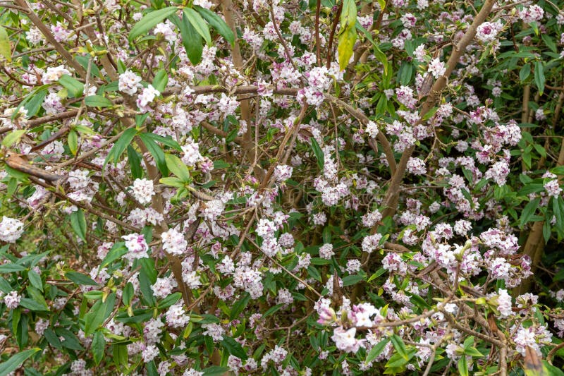 Daphne (perfume Princess) Flowers Stock Image - Image of shrub, pink ...