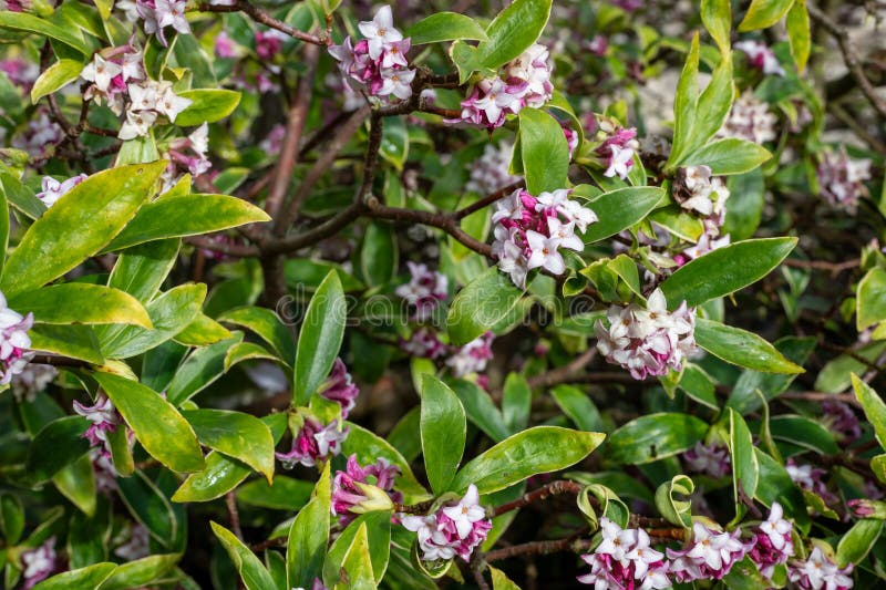 Daphne (perfume Princess) Flowers Stock Photo - Image of blooming ...