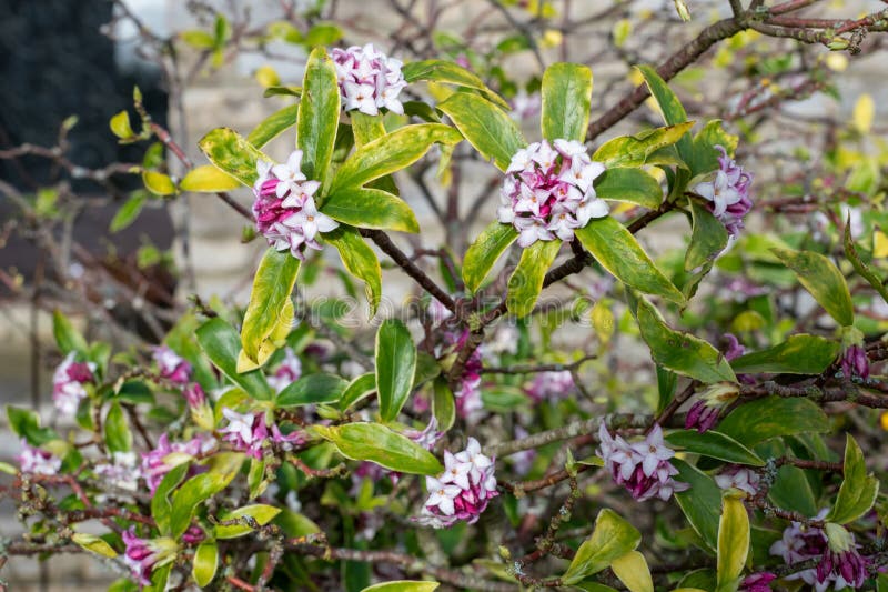 Daphne (perfume Princess) Flowers Stock Photo - Image of outdoors ...