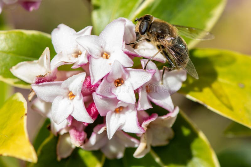 Daphne Perfume Princess Flowers Stock Image - Image of insect ...