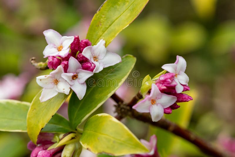Daphne Perfume Princess Flowers Stock Image - Image of flora, beauty ...