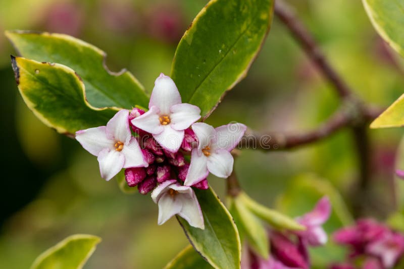 Daphne Perfume Princess Flowers Stock Image - Image of color, floral ...