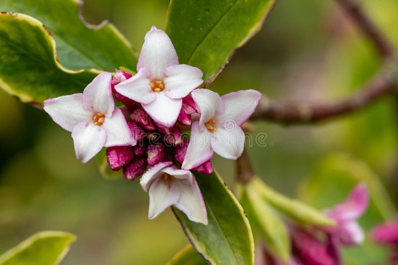 Daphne Perfume Princess Flowers Stock Image - Image of branch, fragrant ...