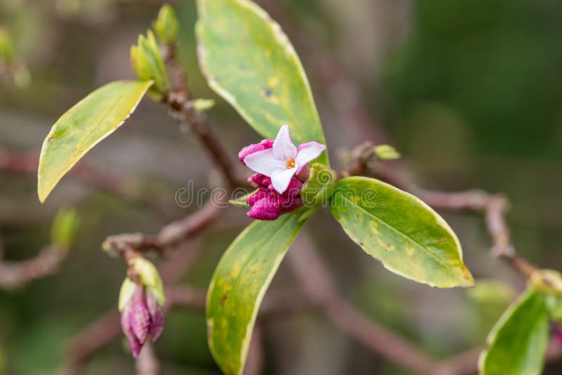 Daphne Perfume Princess Flowers Stock Photo - Image of nature ...