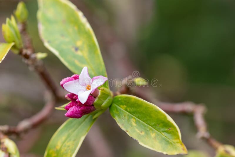 Daphne Perfume Princess Flowers Stock Photo - Image of bloom, odora ...