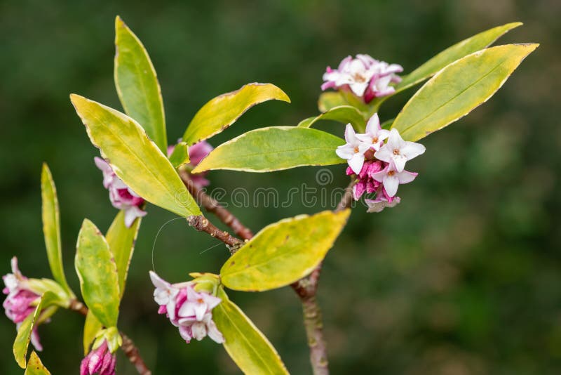 Daphne Perfume Princess Flowers Stock Image - Image of floral, closeup ...