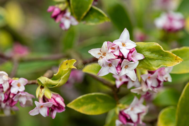 Daphne Perfume Princess Flowers Stock Photo - Image of floral, beauty ...