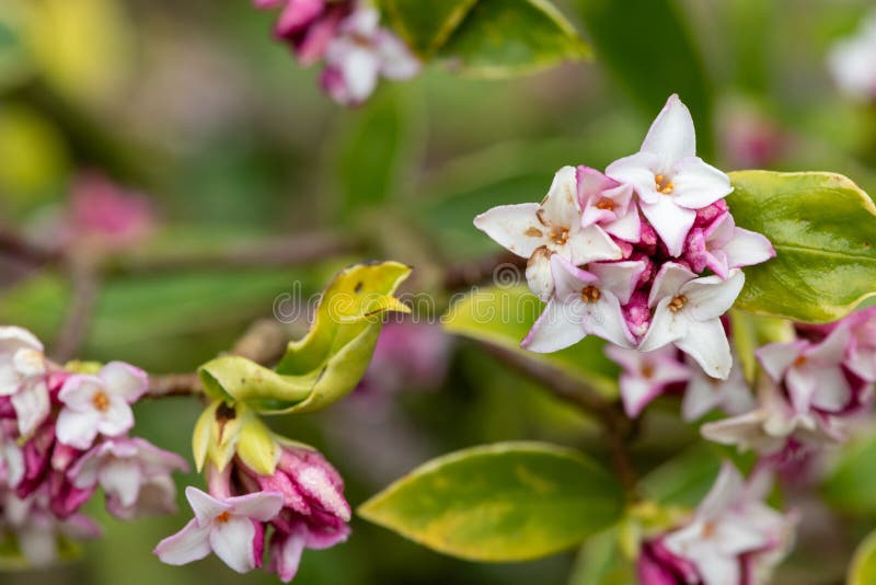 Daphne Perfume Princess Flowers Stock Image - Image of flowers, nature ...