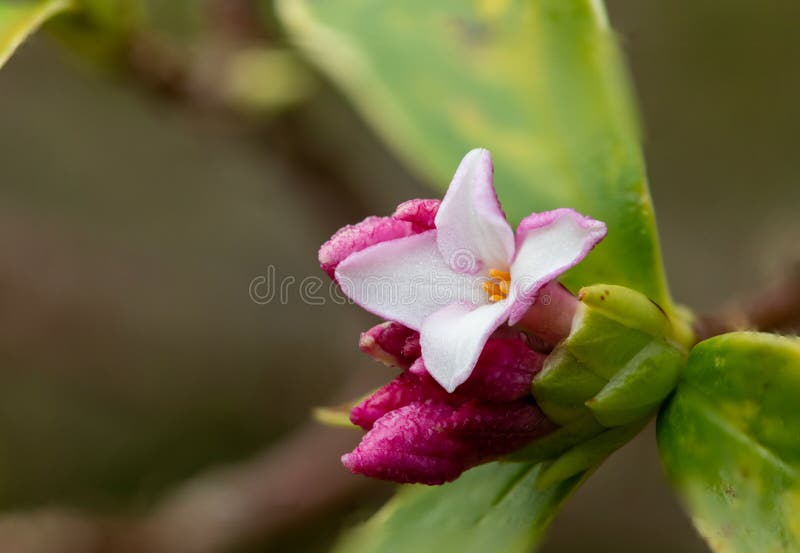 Daphne Perfume Princess Flowers Stock Photo - Image of flowers ...