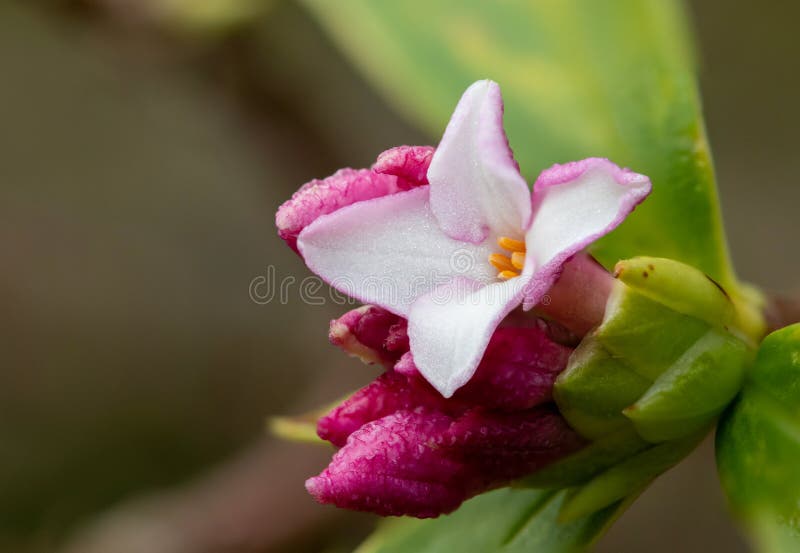 Daphne Perfume Princess Flowers Stock Image - Image of flowering ...