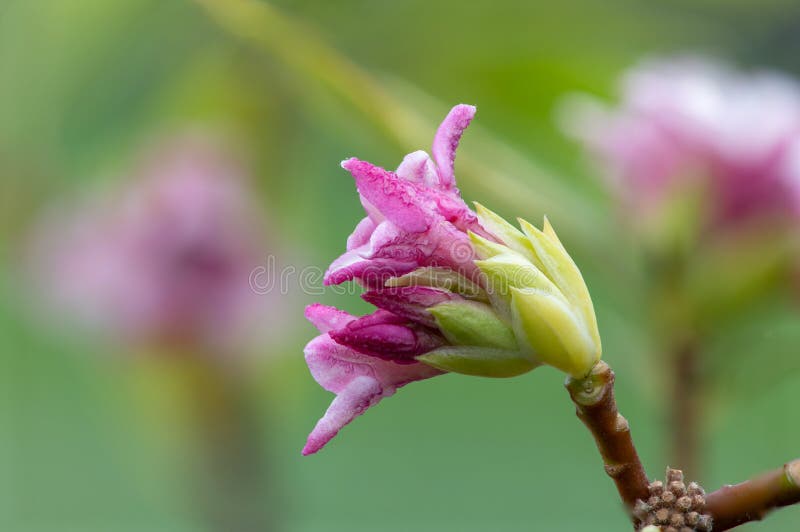 Daphne Perfume Princess Flowers Stock Image - Image of fresh, branch ...