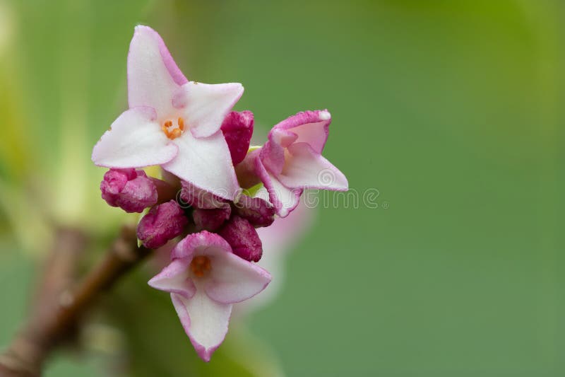 Daphne Perfume Princess Flowers Stock Image - Image of horticultural ...