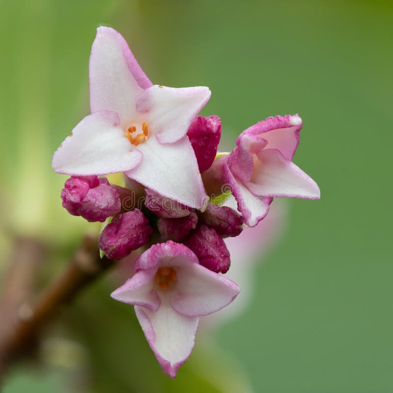 Daphne Perfume Princess Flowers Stock Image - Image of flower, closeup ...