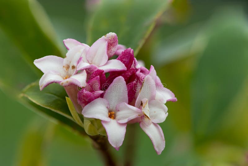 Daphne Perfume Princess Flowers Stock Image - Image of growth, flower ...