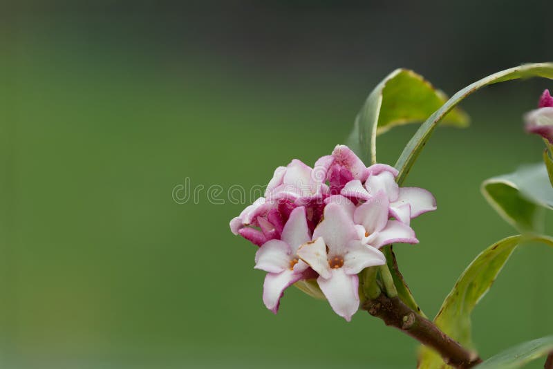 Daphne Perfume Princess Flowers Stock Image - Image of blooming, color ...
