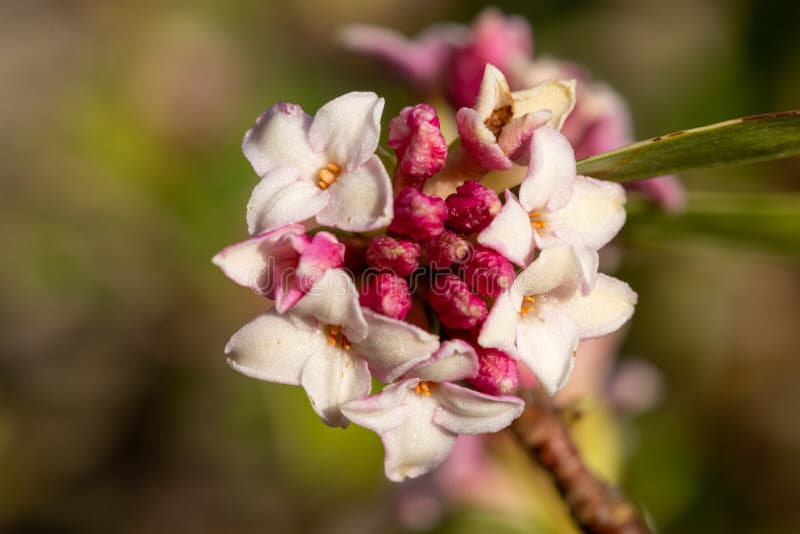 Daphne (perfume Princess) Flowers Stock Photo - Image of freshness ...
