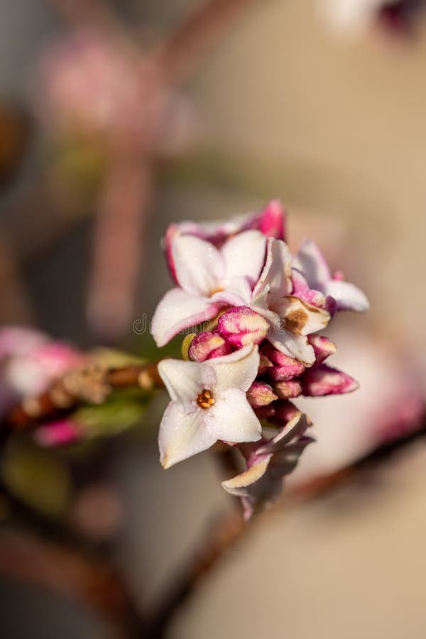 Daphne (perfume Princess) Flowers Stock Image - Image of fragrant ...