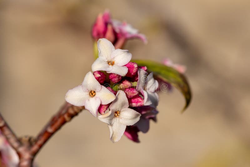 Daphne (perfume Princess) Flowers Stock Image - Image of blooming ...