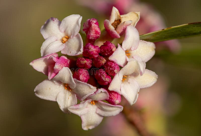 Daphne (perfume Princess) Flowers Stock Image - Image of blooming ...