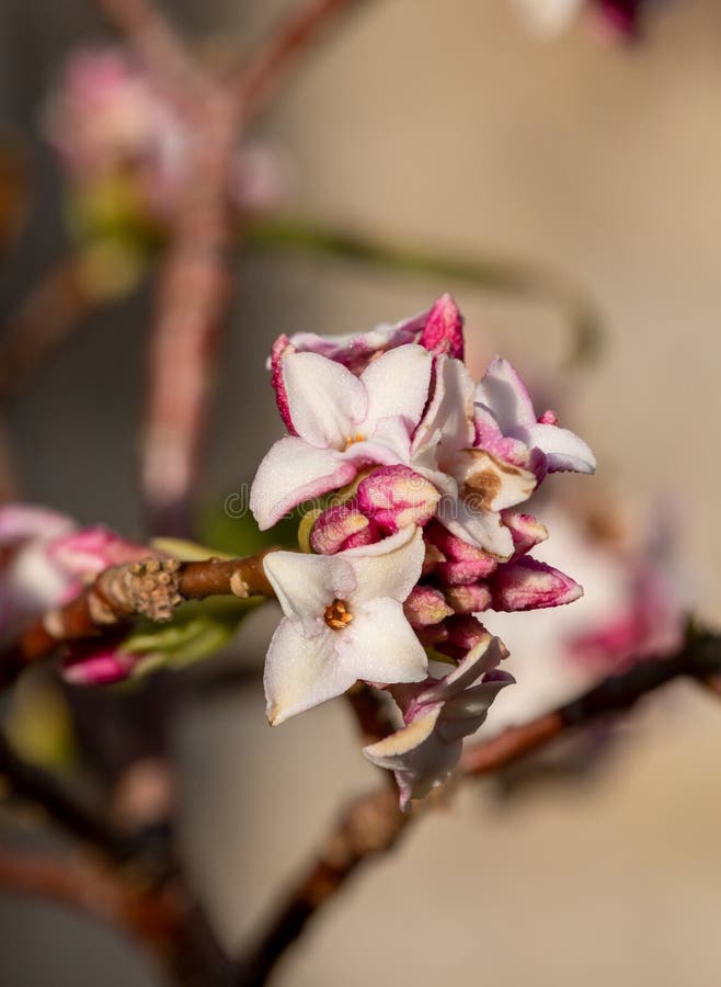 Daphne (perfume Princess) Flowers Stock Photo - Image of beauty ...