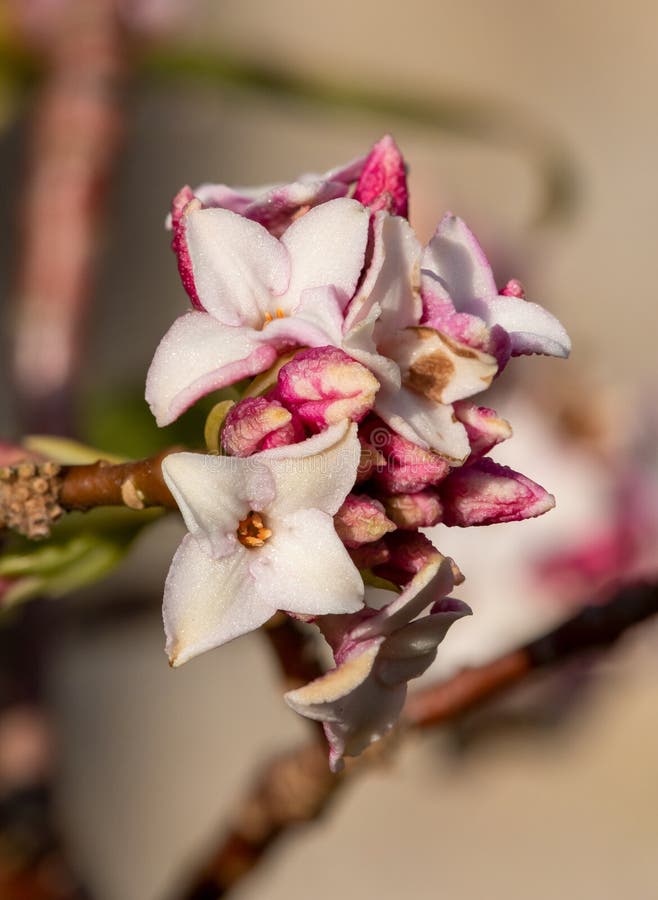 Daphne (perfume Princess) Flowers Stock Image - Image of leaf ...