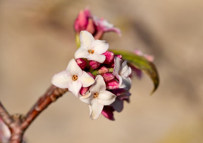 Daphne (perfume Princess) Flowers Stock Image - Image of botany, pollen ...