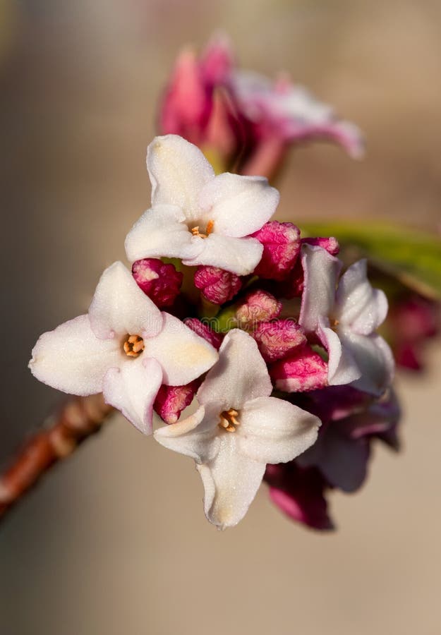 Daphne (perfume Princess) Flowers Stock Photo - Image of freshness ...