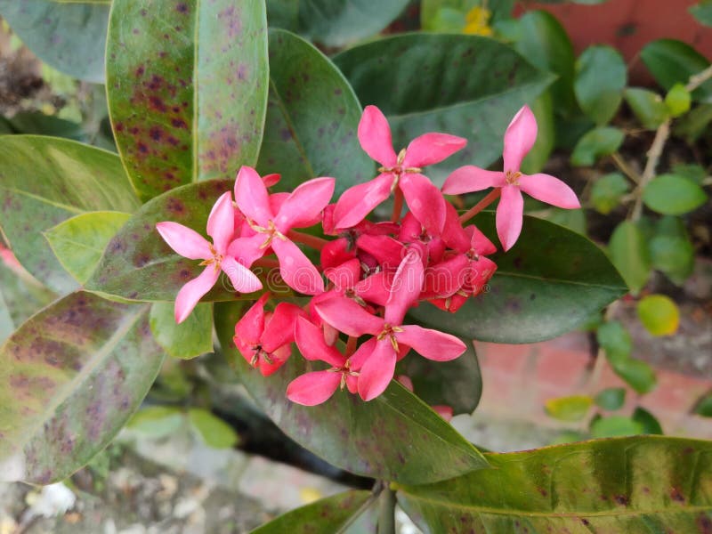 Daphnes flower stock image. Image of green, looks, nature - 243036685