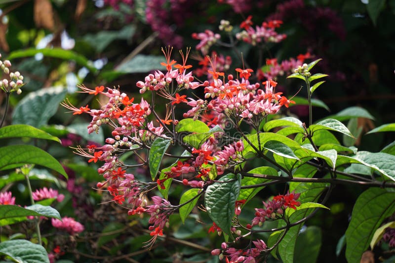 Daphnes Flower on the Tree. Daphnes are Plants with a Genus of between ...