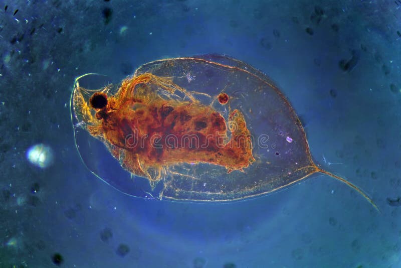 Daphnia Cladocera Magnification Stock Image - Image of educational ...