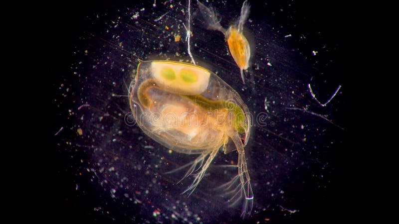Daphnia Magna, Cladocera, Small Planktonic Crustacean Under the ...