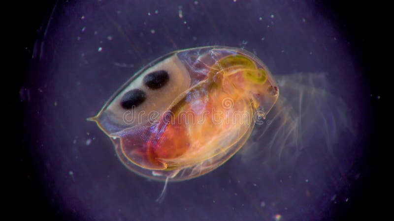Daphnia Magna, Cladocera, Small Planktonic Crustacean Under the ...