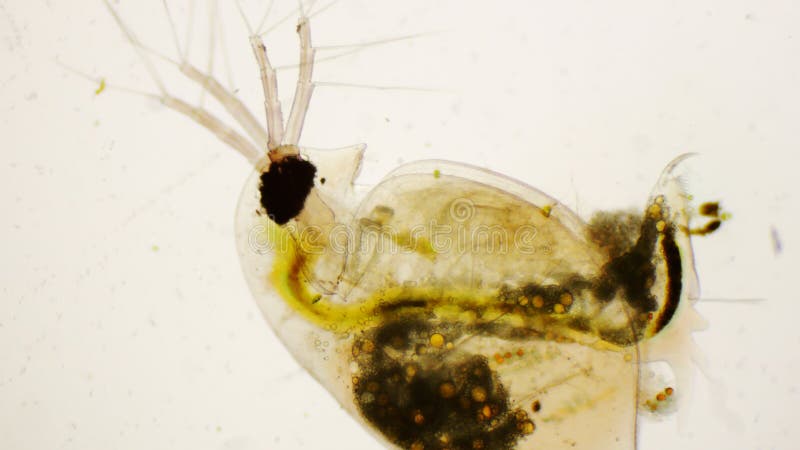 Dog or Cat Flea Under Real Magnifying Glass Over White Stock Image ...