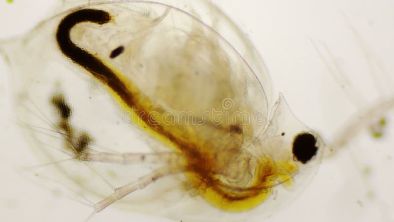 Daphnia Pulex or Common Water Flea Under the Microscope in 4k Stock ...