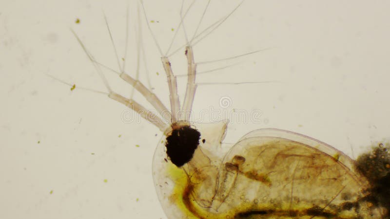Water Flea with Embryo and Antennae at High Magnification Stock Footage ...
