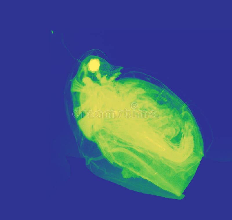 Daphnia, a Small Planktonic Crustacean Stock Image - Image of biology ...