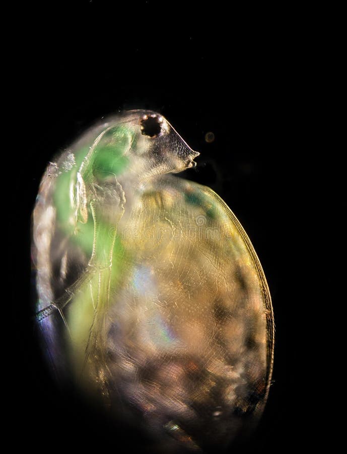 Daphnie image stock. Image du zoologique, zoologie, microscopique - 6166737