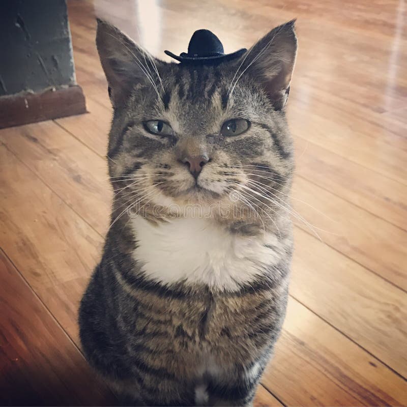 Dapper Cute Cat with Pink Bow Tie Stock Image - Image of eyes, pink: 170978603