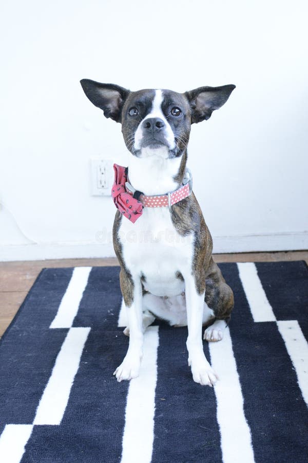 Dapper puppy stock image. Image of dress, dapper, dogs - 158610505