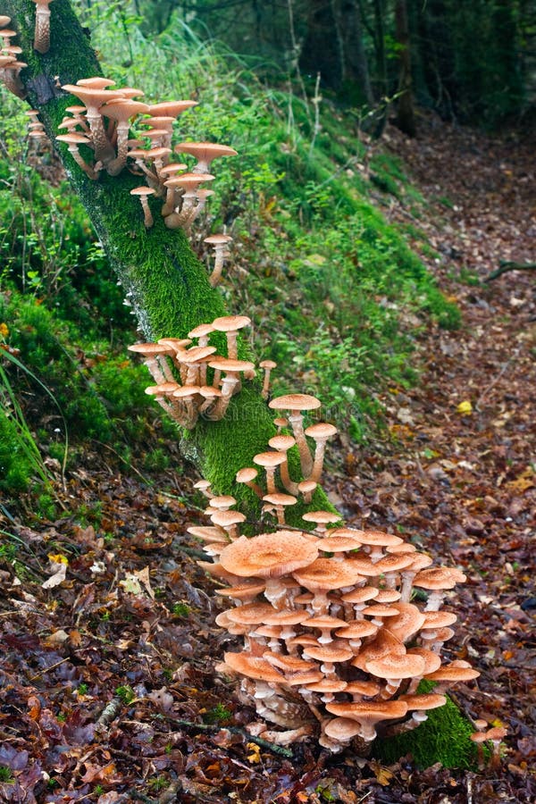 Dapperling pecoso imagen de archivo. Imagen de incomestible - 16308431