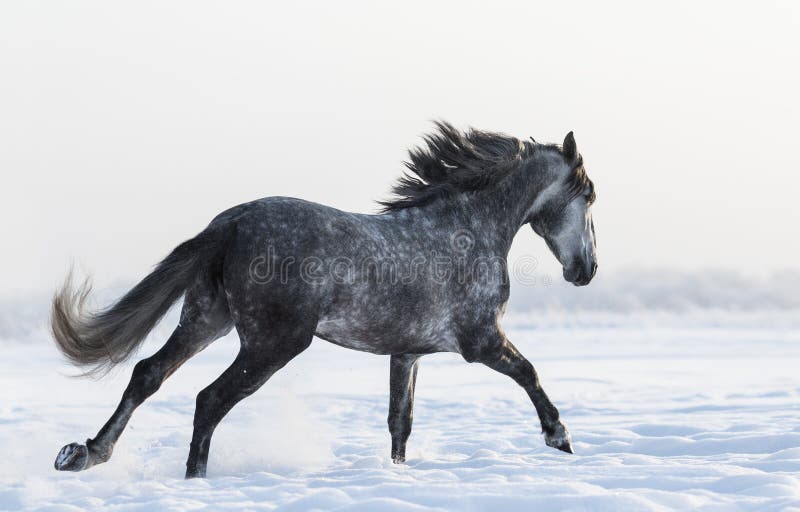 Dapple-grey Horse Galloping On Field At Winter Time Stock Photo - Image ...