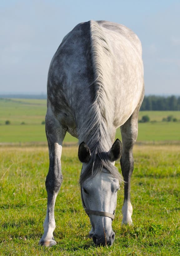 Dapple-grey mare stock photo. Image of equine, meadow - 7169636