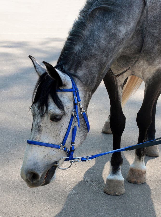 Dappled Horse in Blue Bridle Bending Head Stock Photo - Image of ...