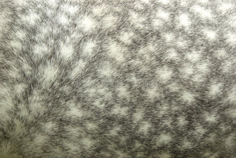 Dappled Horse Skin Texture Stock Photos - Free & Royalty-Free Stock ...