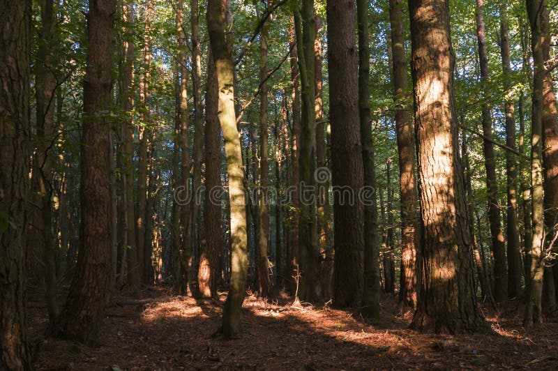 Dappled Light stock image. Image of seasonal, sunlit - 80791623
