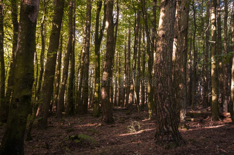 Dappled light stock photo. Image of dappled, light, space - 81915132