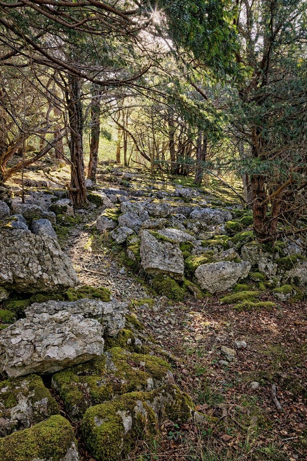 The Dappled Light on the Path that Weaves it`s Way through the ...