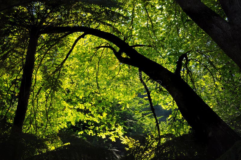 Dappled Morning Light Shines Though an Elm Tree Stock Image - Image of ...