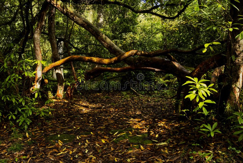 Dappled Shade and Sunlight in Glengarra Woods Stock Image - Image of ...