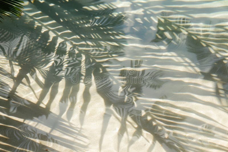 The Dappled Shadow of Lush Tropical Leaves Dances Delicately on the ...